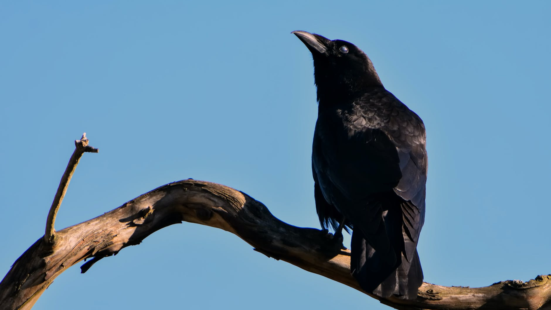 La cornacchia del Canadà (ovvero come le filastrocche per bambini sono ...